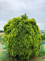 北川結 Yu kitagawa Website – Dancer, Illustrator 北川結 公式サイト